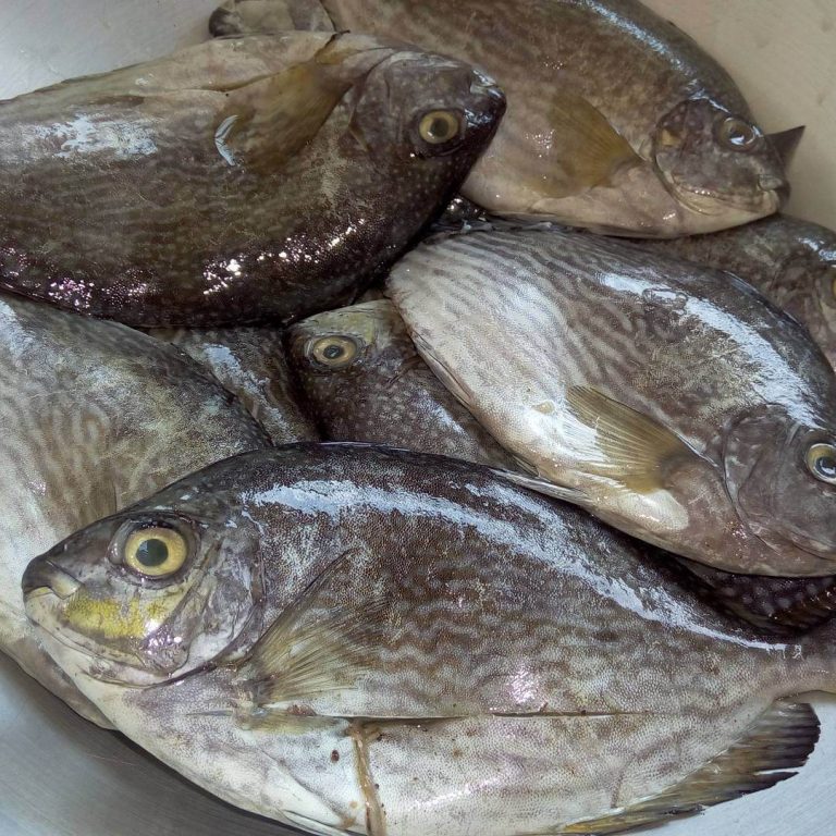 √ 13 Makanan Khas Labuan Bajo dan Rekomendasi Resto